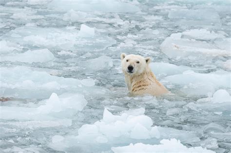 Giornata mondiale dellorso polare 10 curiosità sul gigante bianco