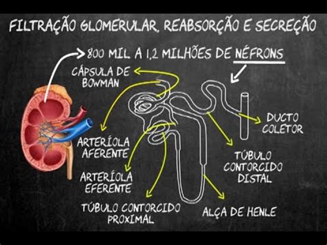 Filtra O Glomerular Reabsor O E Secre O Youtube