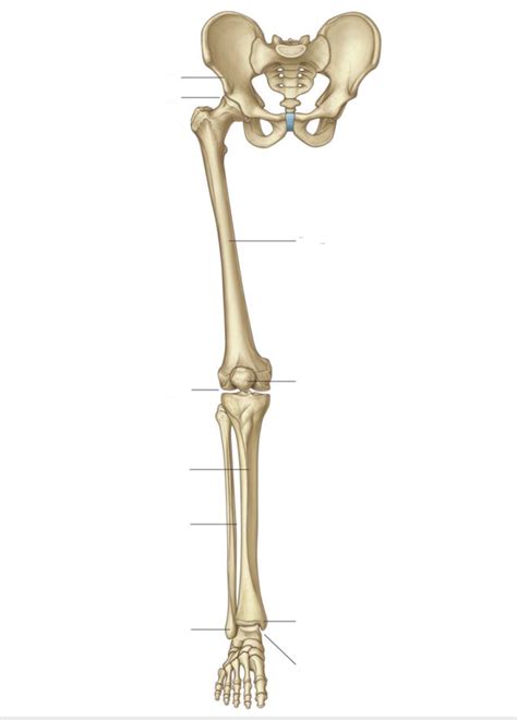 Lower Limb Bones Diagram Quizlet