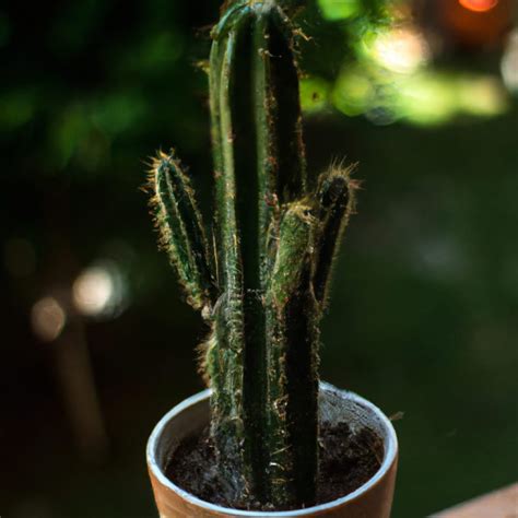 Como Cuidar Da Planta Cacto Palma Guia Completo GPA Brasil
