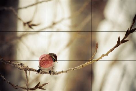 Reglas básicas para una buena composición fotográfica Retratandote