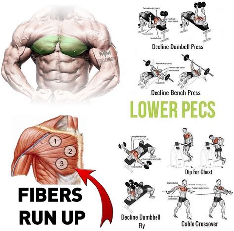 Lower Chest Exercises Chest Workout Routine Lower Chest Workout
