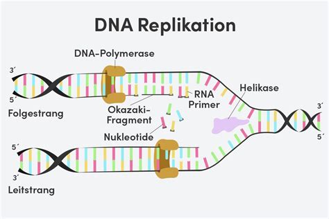 Dna Replikation Domino Spiel Abitur Unterrichtsmaterial Im Fach