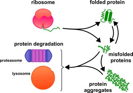 Protein Folding