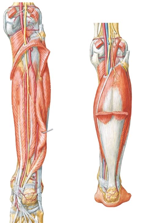 5 2 Posterior Compartment Of The Leg Diagram Quizlet