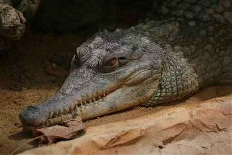 马来长吻鳄可以在各式各样的环境中生存擅长游泳 探秘志
