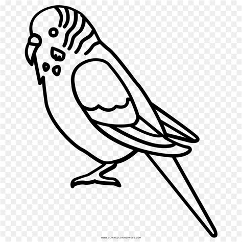 Dibujos De Pericos