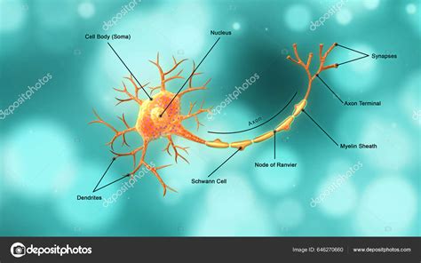 Anatomía Neurona Con Etiquetado Aislado Fondo Azul Ilustración