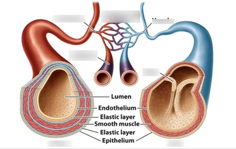 Types Of Blood Vessels Diagram Quizlet