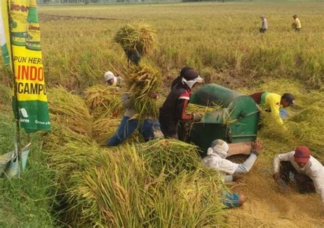 UPAYA MENINGKATKAN PRODUKSI GABAH Nufarm Indonesia