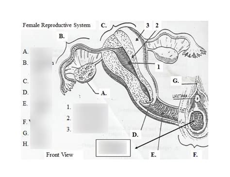 Female Reproductive System Diagram Quizlet