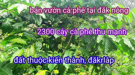 Đăk nông 2 6ha cà phê đất thuộc thị trấn kiến đức nguồn tbu mạnh