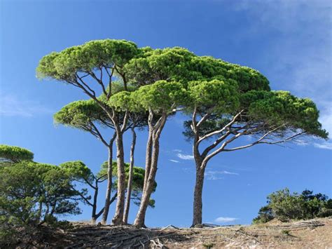 Pin parasol Paysage arbre Paysage méditerranéen Photo arbre