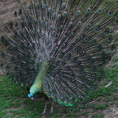 Java Green Peafowl