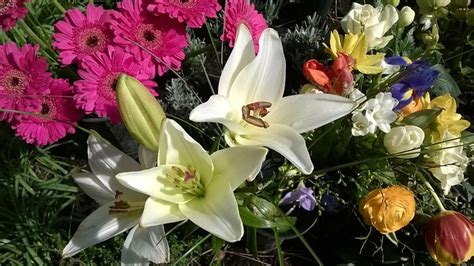 Flor Natureza Plantar Foto Gratuita No Pixabay Pixabay