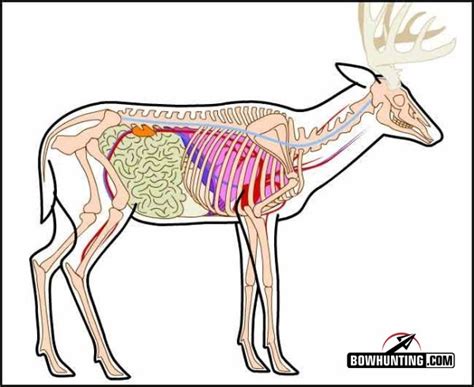 Shot Placement The Key To Finding Your Deer