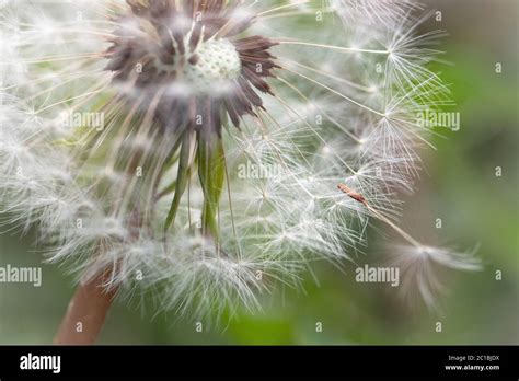 Pollinisation par le vent Banque de photographies et dimages à haute