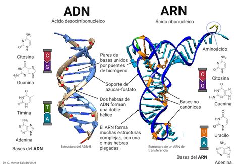Cu Les Son Las Diferencias Entre El Adn Y El Arn