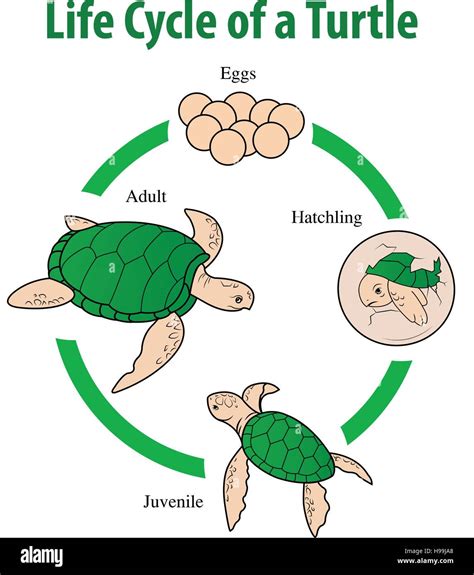 Life Cycle Of A Turtle Printable