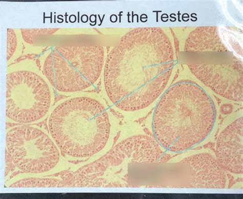 Histology Of Testes Diagram Quizlet