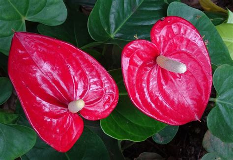 Araceae Una Familia Con Muchas Plantas Muy Conocidas Plantas