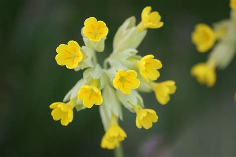 Gratis Billeder Natur Sol Mark Blomst Land Sommer Frankrig