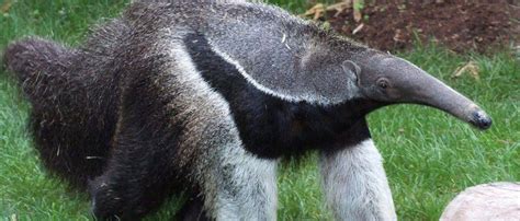 Dónde vive el oso hormiguero en España
