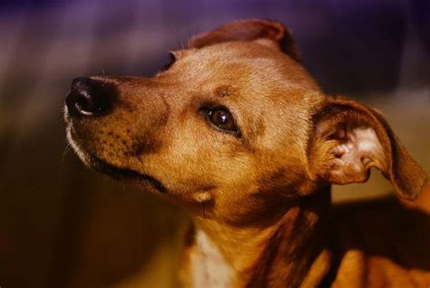 Dia do Vira lata veja curiosidades sobre o cão mais amado do país