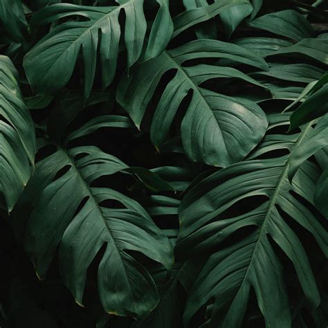 Leaf Wallpapers For Tablets Maxipx