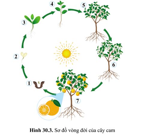 Lý thuyết các giai đoạn sinh trưởng và phát triển ở thực vật sinh 7