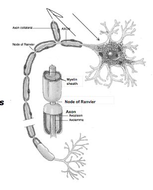 Elm Transmission Within Neurones Flashcards Quizlet