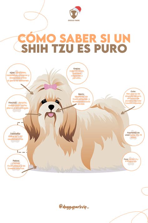 CÓMO SABER SI UN SHIH TZU ES PURO Perro shih tzu Peluquería de