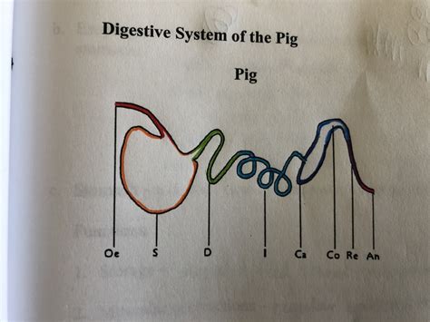 Umn Ansc Digestive System Of A Pig Diagram Exam Diagram Quizlet