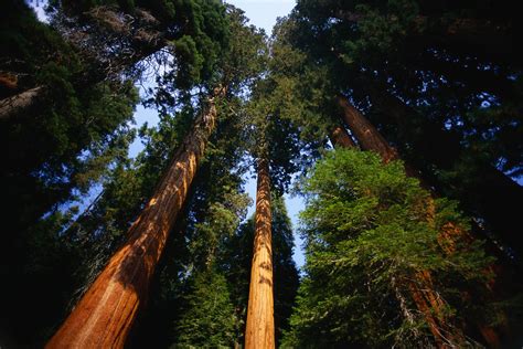 K Ultra High Resolution Forest Wallpapers Top Free K Ultra High