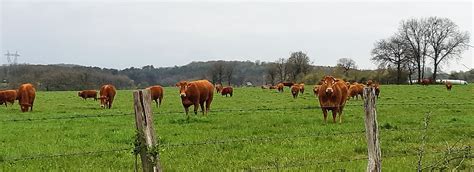La Fièvre Catarrhale Ovine FCO GDS Poitou Charentes