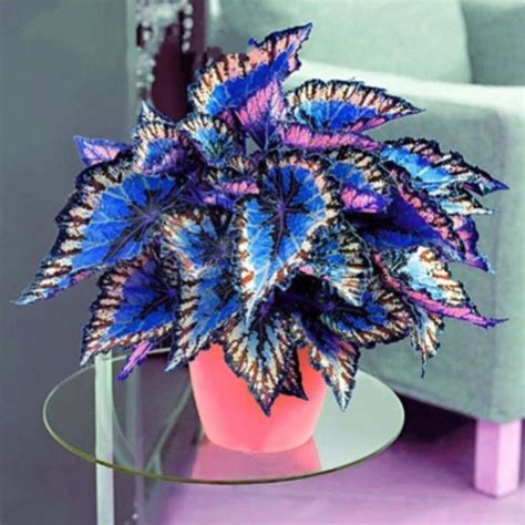 Natural QAUZUY GARDEN 100 Rare Coleus Flower Seeds Rare Etsy