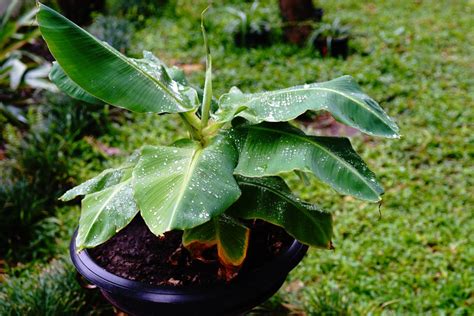 Bananeira aprenda como cuidar dessa espécie tão tradicional Vida de Casa