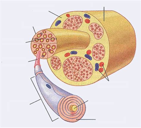 Nerve Structure Diagram Quizlet
