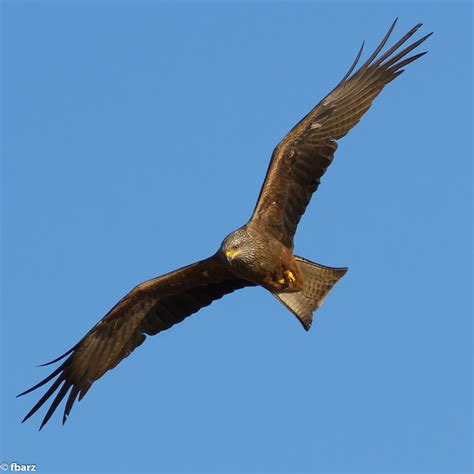 Les oiseaux protégés par la ZPS Natura 2000 Piège et collines du