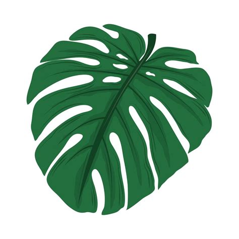 Palma De Hoja Tropical 2466062 Vector En Vecteezy