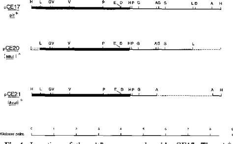 Difference Between Plasmid And Cosmid Lsaebay