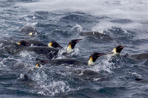 Pingüino emperador qué es características hábitat comportamiento