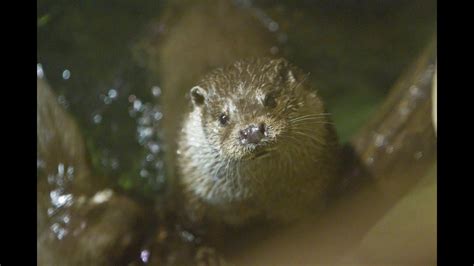 Día Mundial de la Nutria YouTube