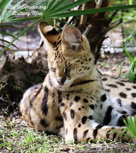 Good Night Big Cat Rescue Friends Beautiful Miss Illithia Serval Has
