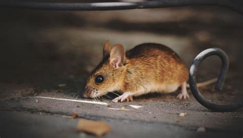Comment Faire Fuir Les Souris 10 Astuces Efficaces