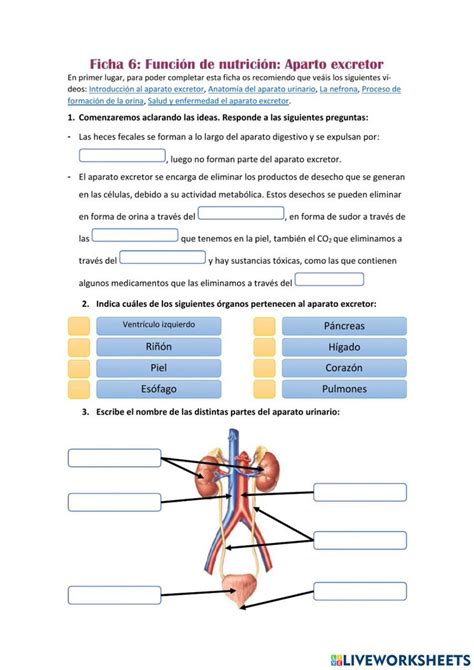 Ejercicio online de El aparato excretor para 3º ESO Puedes hacer los