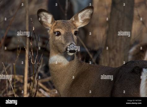 White Tailed Deer Hi Res Stock Photography And Images Alamy