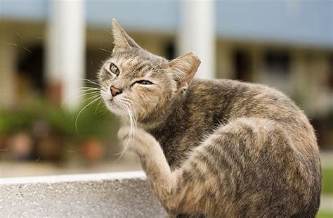 Pulgas En Gatos Japag Distribuciones