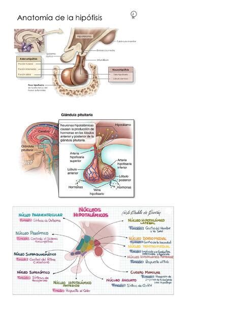Anatomía de la Hipófisis valeria torrealva uDocz