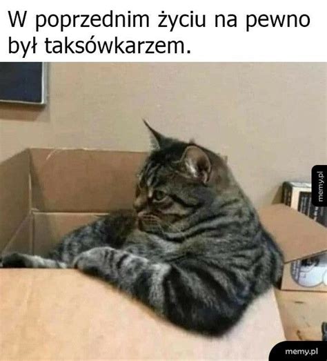 NIE BĄDŹ TAKI CIEKAWSKI BO KOCIEJ MORDY DOSTANIESZ Memy pl